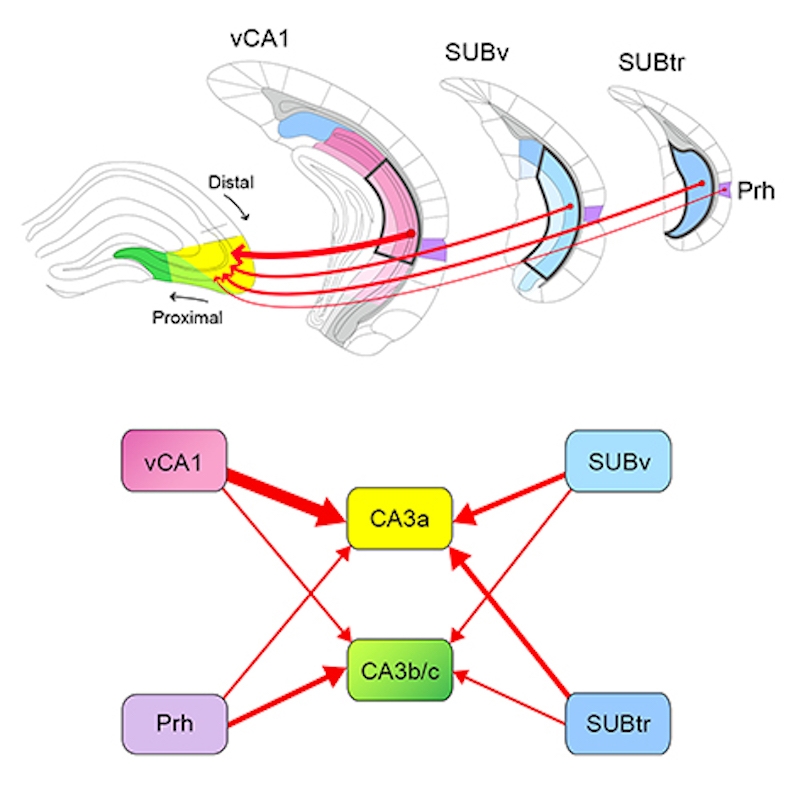 UCI-led team first to discover new neural circuits that regulate spatial learning and memory in ...